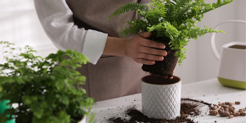 Boston Fern Propagation Using 3 Methods