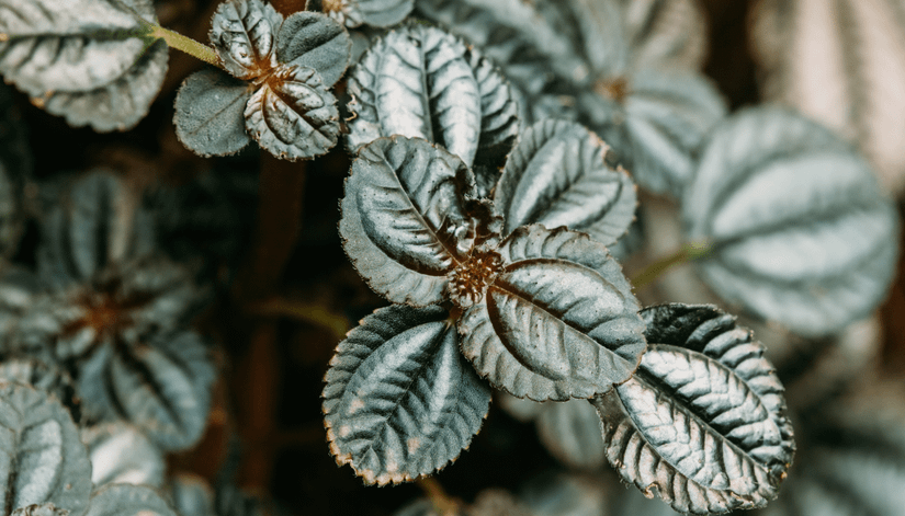 Round-Leaf Houseplants: 9 Options To Add To Your Indoor Garden