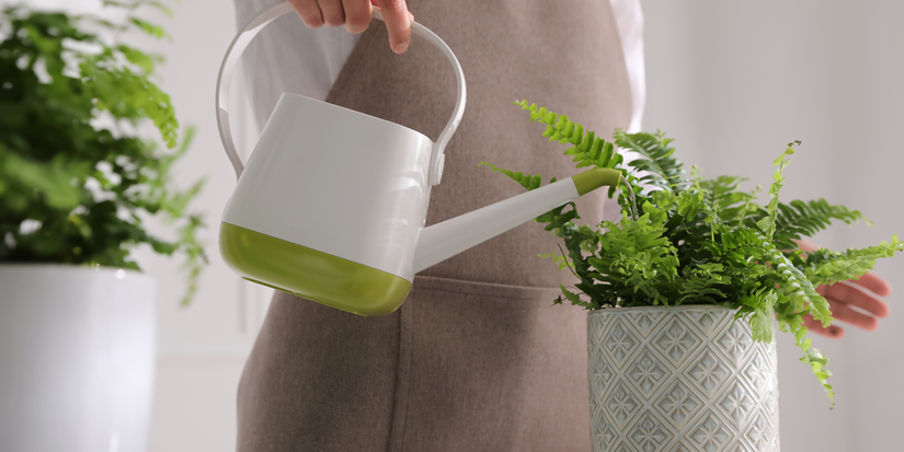5 Prettiest Ferns That Bring Life and Luxury to Your Home