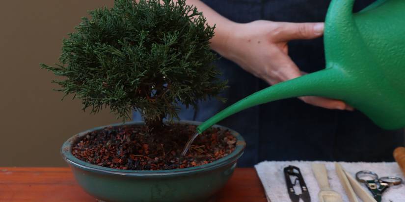 How to Grow and Care for Junipers in Your Garden
