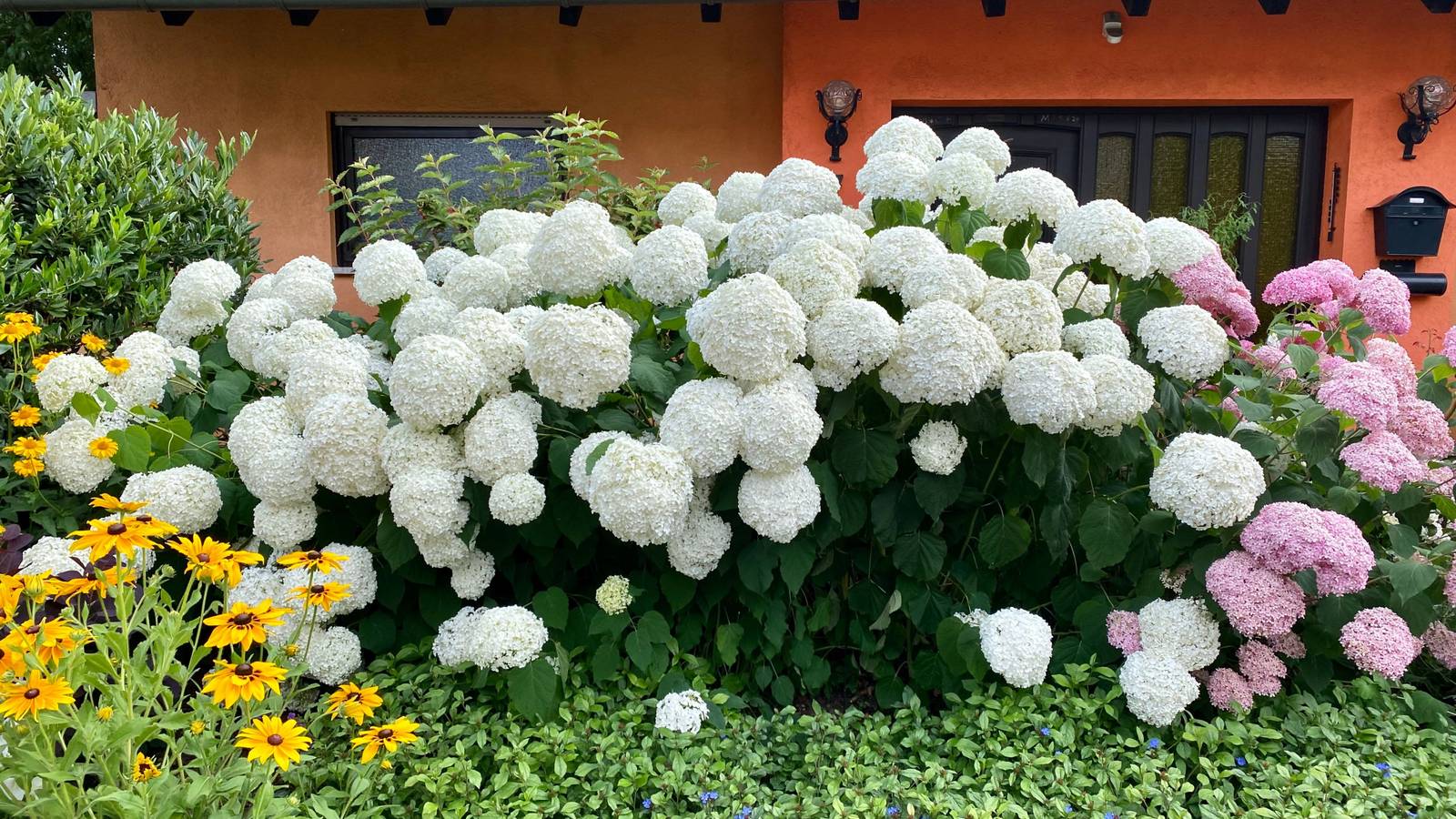 From Boxwood to Lavender: Best Foundation Plants for Stunning Front Yards