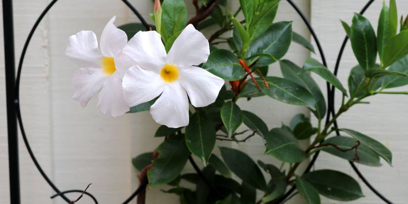 6 Great Care Tips for Indoor Mandevilla Care