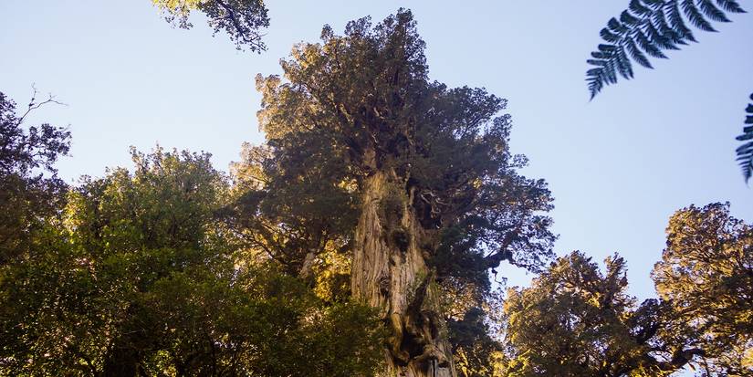 Ancient Giants: Exploring the Oldest Trees on Earth