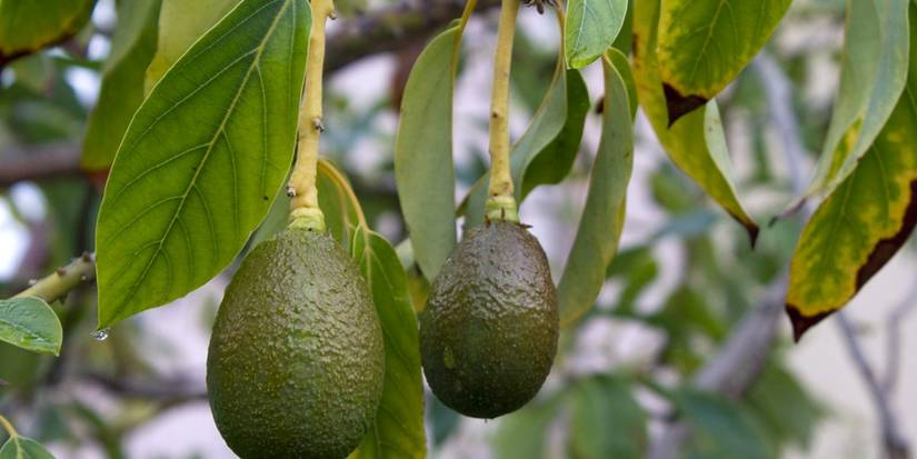 Boost Immunity and Digestion with These 5 Super Fruits