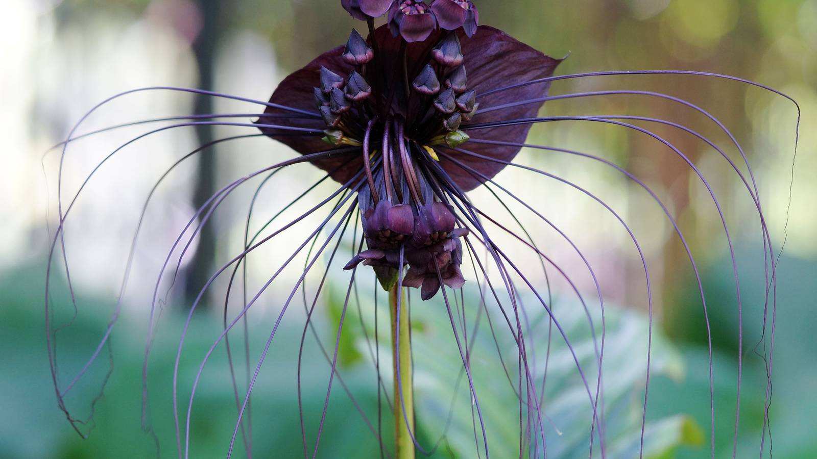6 Plants That Are Going Extinct and Why