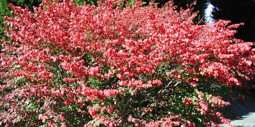 Design a Stunning Fall Garden with 7 Ornamental Plants
