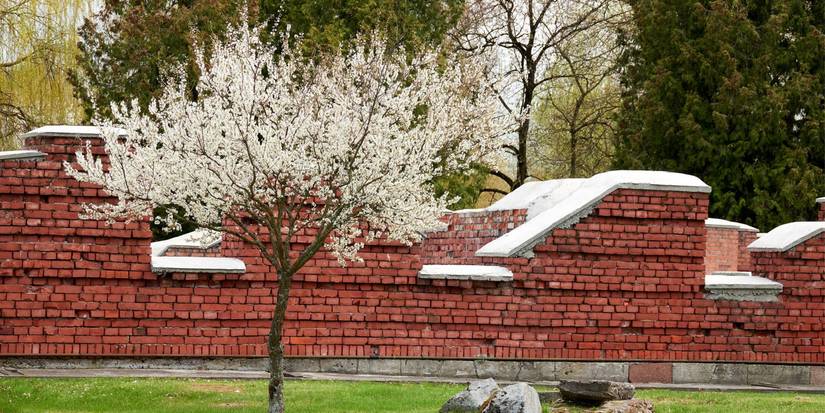 6 Problematic Trees Species to Avoid in Your Backyard