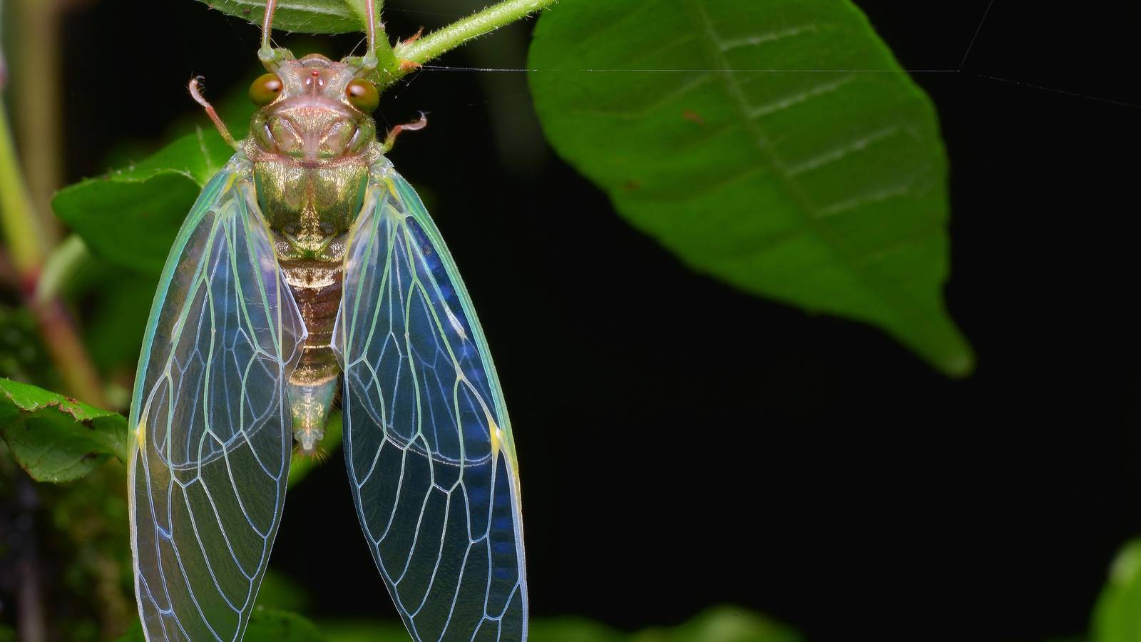 How to Protect Your Plants From Swarms of Cicadas