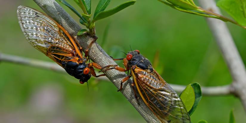They're Back! What You Need to Know About Cicada Season