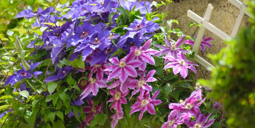 Why Every Gardener Needs Clematis: Stunning Blooms and Easy Care
