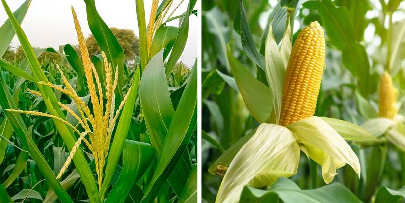 7 Fall Vegetables to Grow for Beautiful and Practical Home Decor