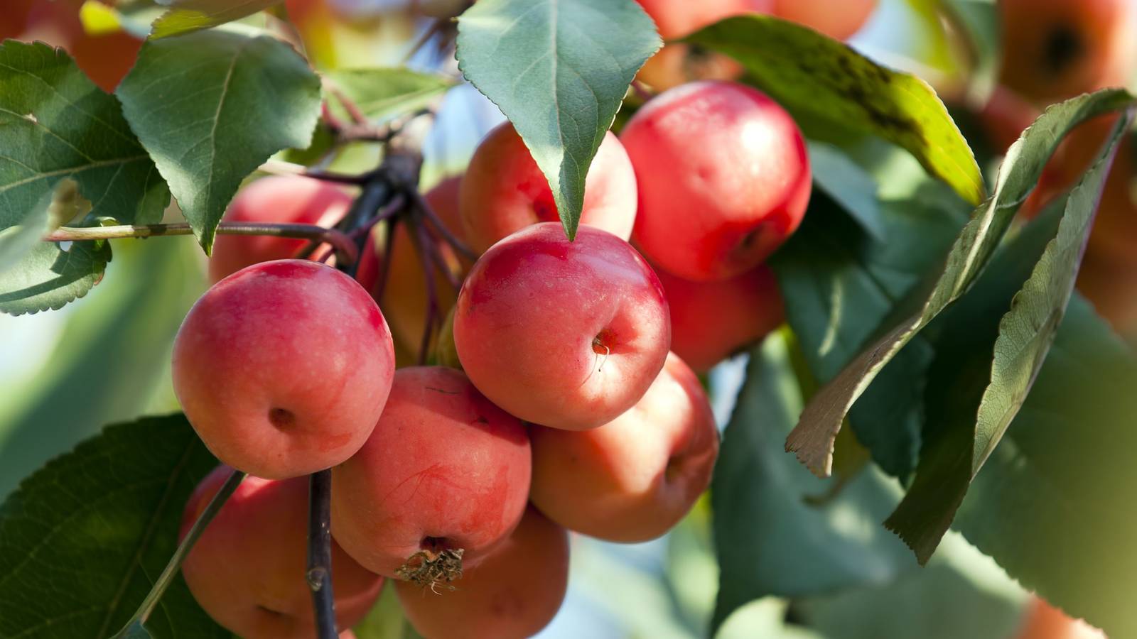 Crabapples: Winter's Best-Kept Culinary Secret