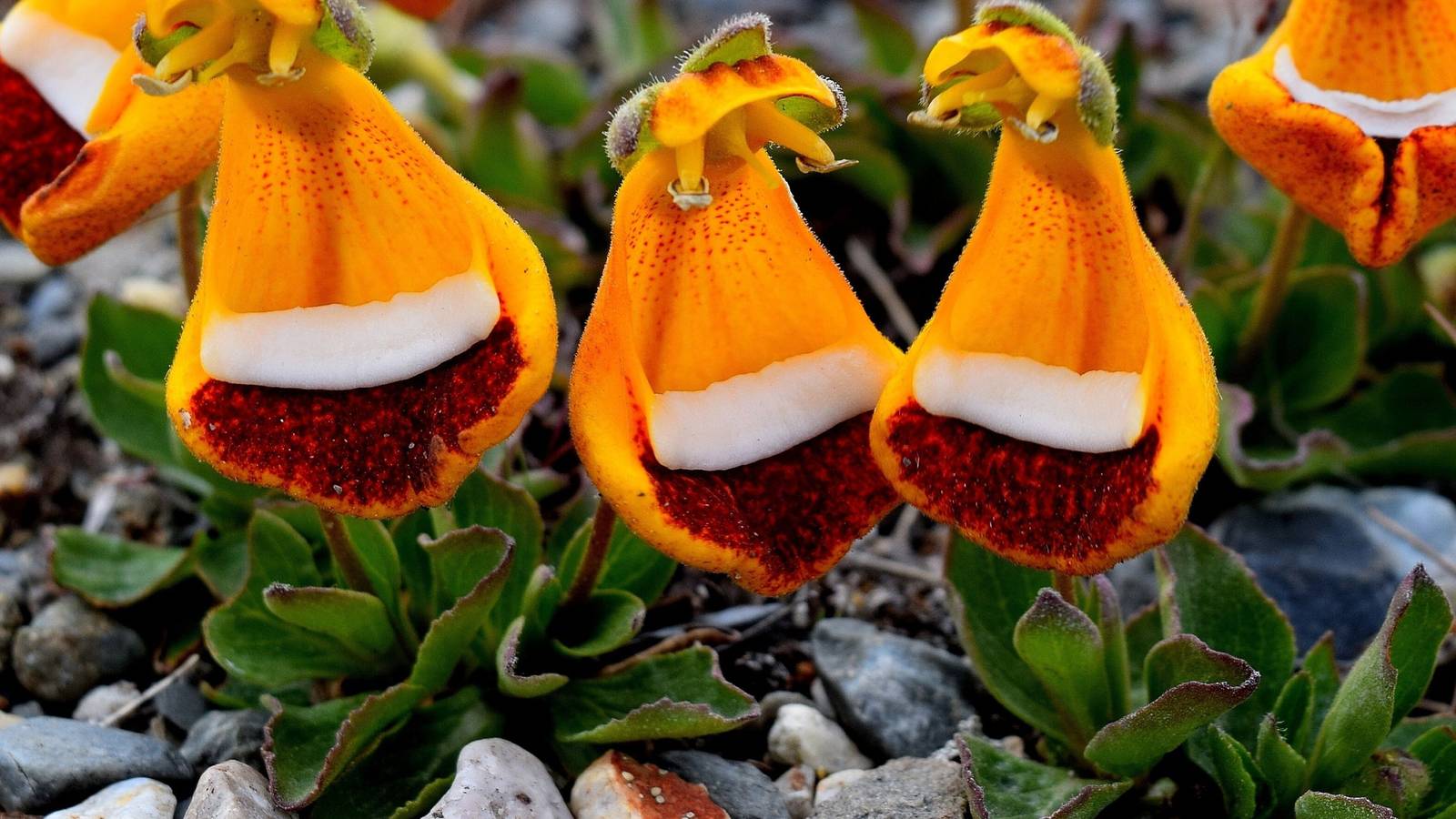 6 Rare and Unique-Looking Flowers to Add to Your Houseplant Collection