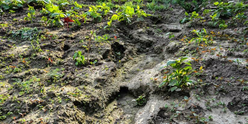 5 Issues That Can Ruin Your Soil's Structure