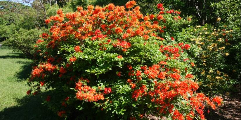 March Magic: Enchanting Shrubs For Your Landscape
