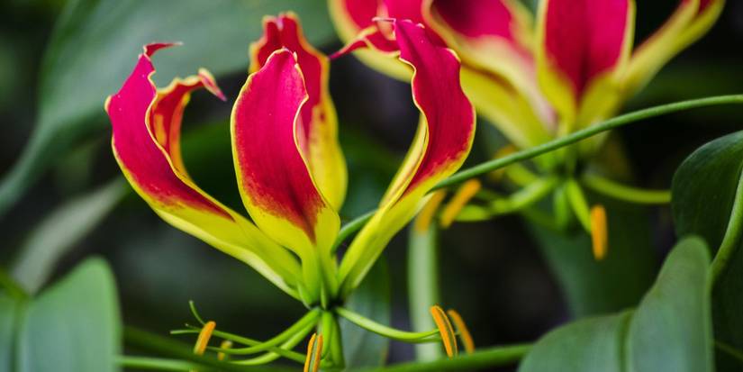 6 Rare and Unique-Looking Flowers to Add to Your Houseplant Collection
