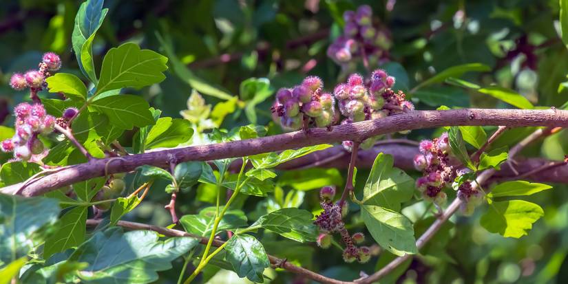 Discover the Diversity: 8 Sumac Tree Varieties for Your Landscape