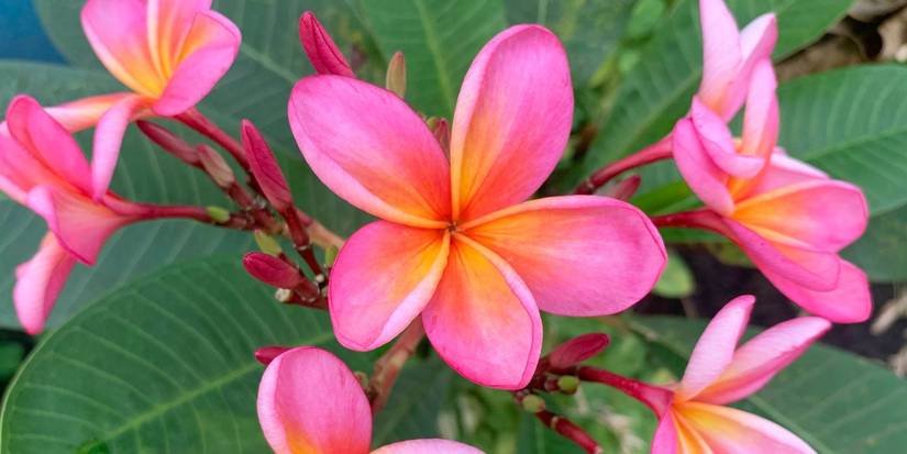 6 Rare and Unique-Looking Flowers to Add to Your Houseplant Collection