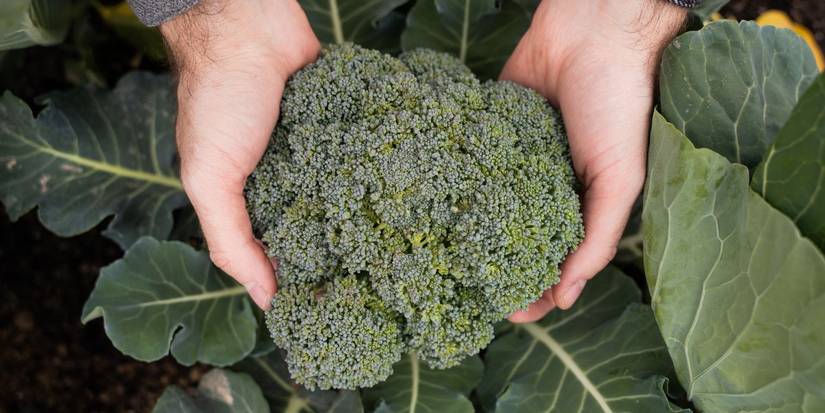 Planting Strategies for Different Soil Types