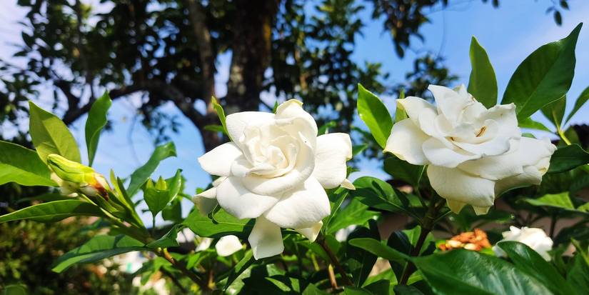 Aromatic Plants: Use 7 Scented Plants in Your Garden Design Idea