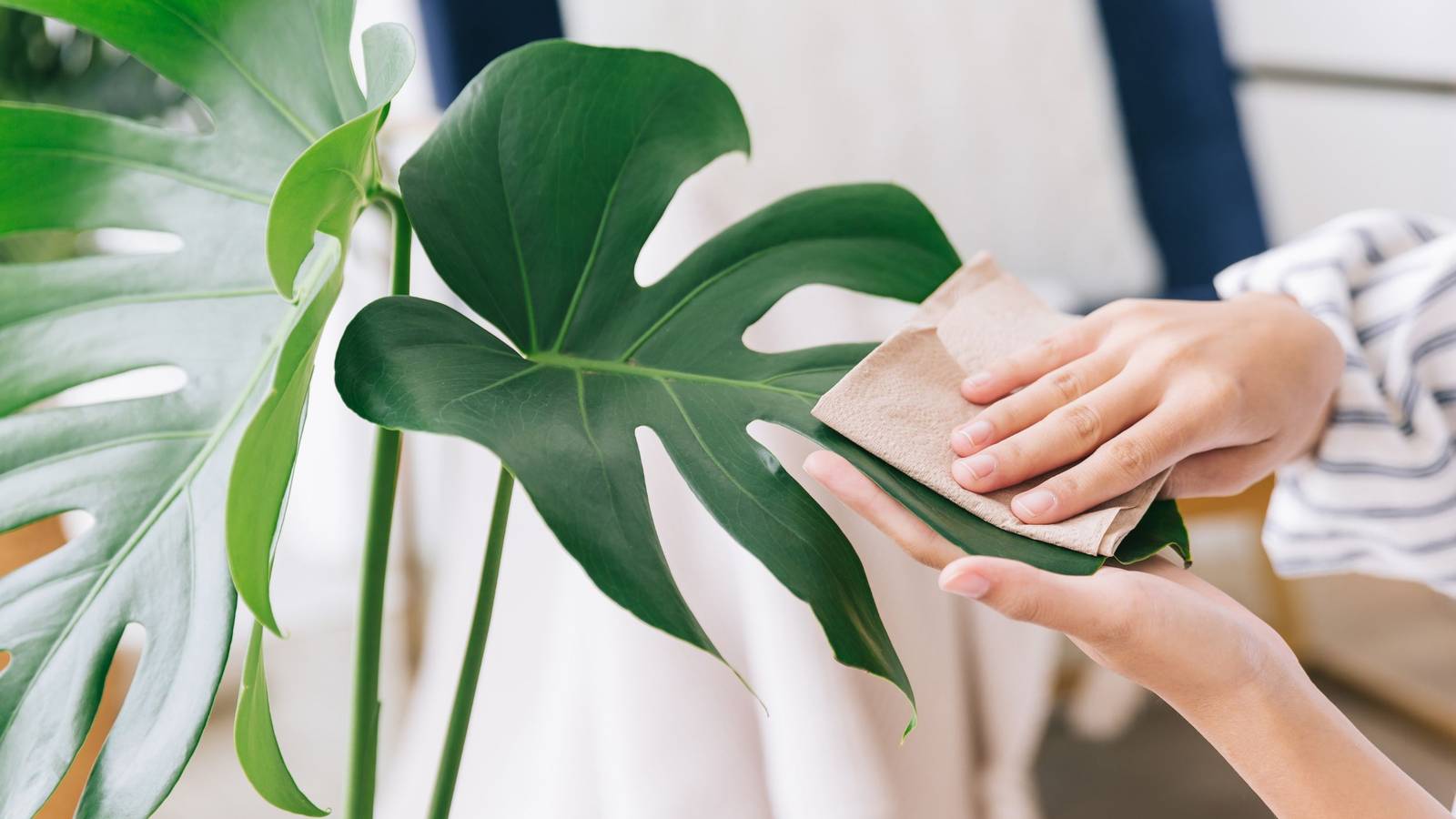 How to Clean Your Monstera Plant Foliage