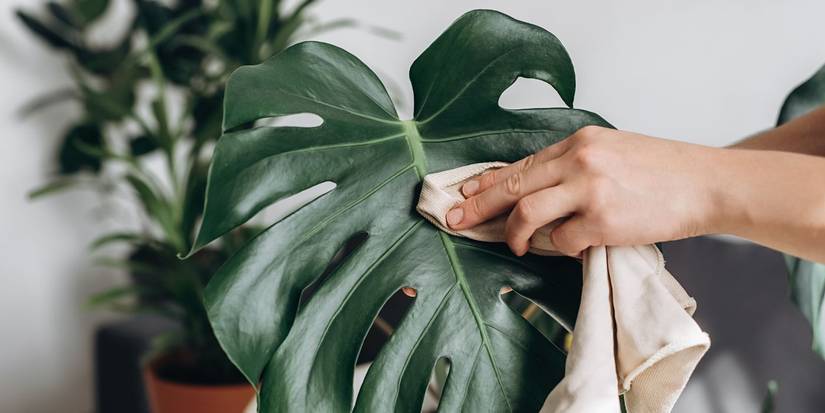 Albino Plants: Rare White Wonders and How They Survive