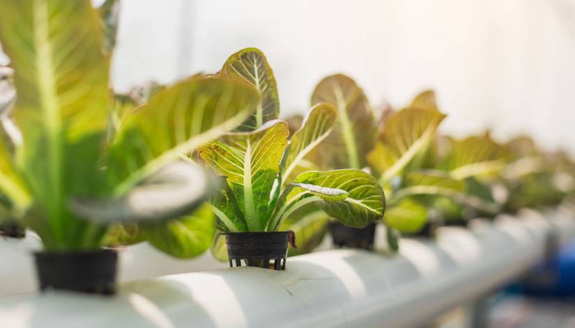 The Role of Electronic Soil in Modern Gardening