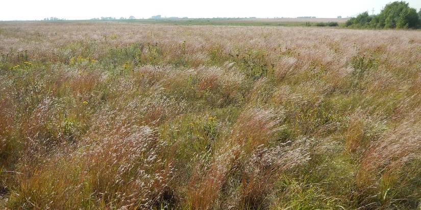 Choose Weather Resistant Plants For Strong Landscaping