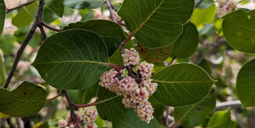 Discover the Diversity: 8 Sumac Tree Varieties for Your Landscape