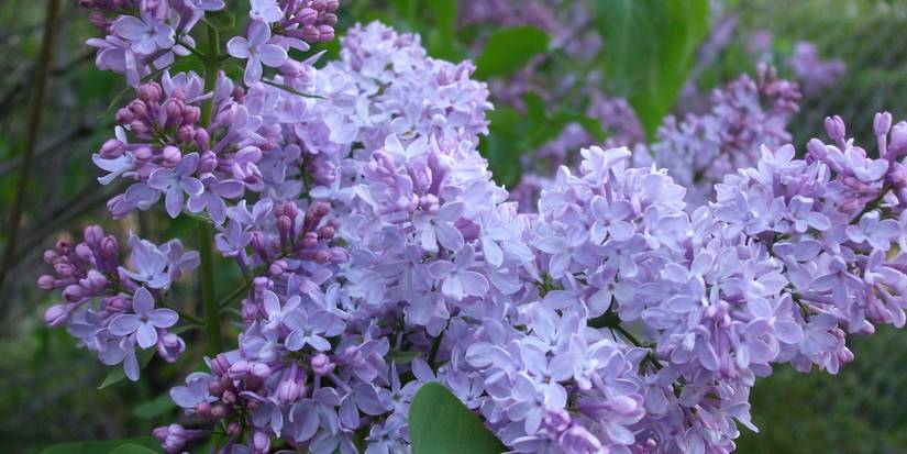 Pretty Plants That Inspired Famous Color Names