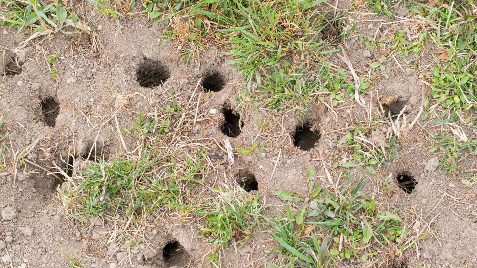 How to Identify and Repel Pests Digging Holes in Your Garden
