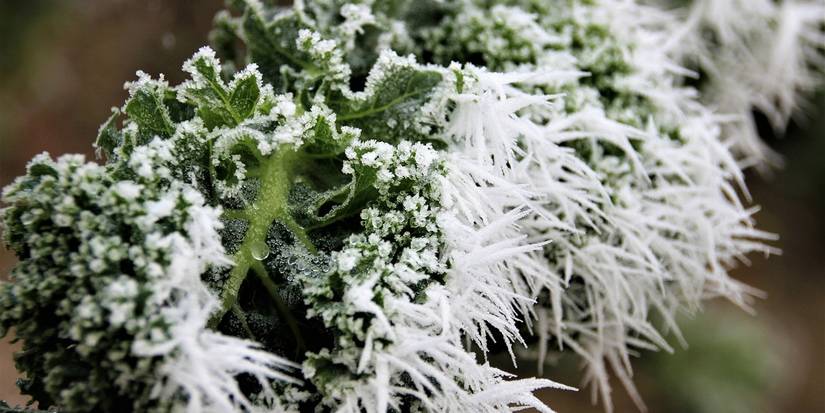 Choose Weather Resistant Plants For Strong Landscaping