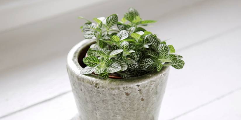 Grow Houseplants to Treat Stress