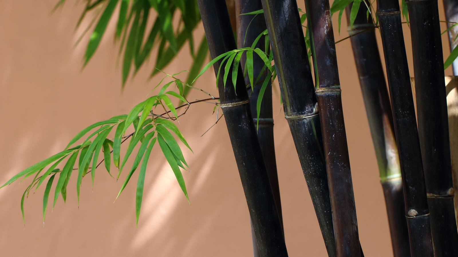 Mastering the Art of Growing and Caring For Black Bamboo