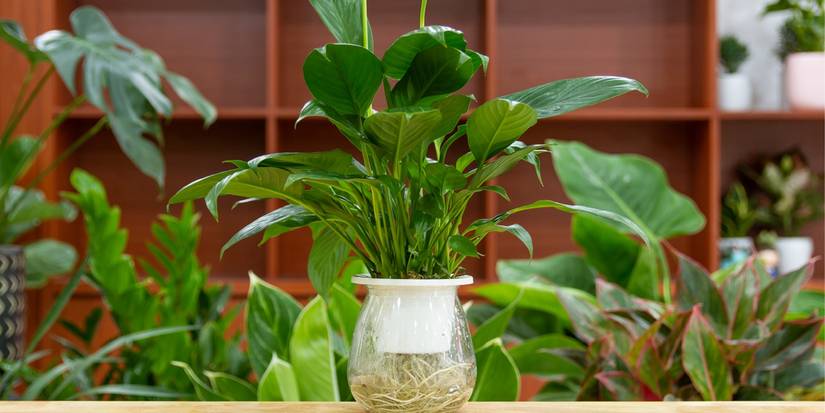 Place Snake Plant With Other Houseplants It Loves
