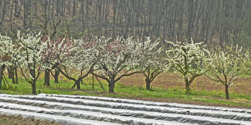 How to Properly Prune Your Bartlett Pear Tree
