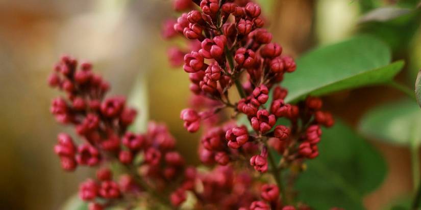 Discover the Diversity: 8 Sumac Tree Varieties for Your Landscape