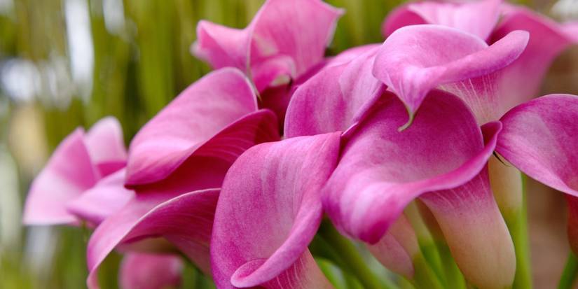 Grow 5 Stunning Easter Lilies That Bloom Beautifully This April