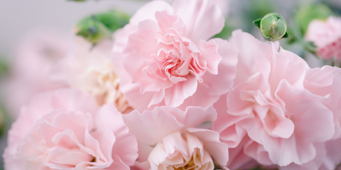 12 Flowers For Every Sign of the Zodiac