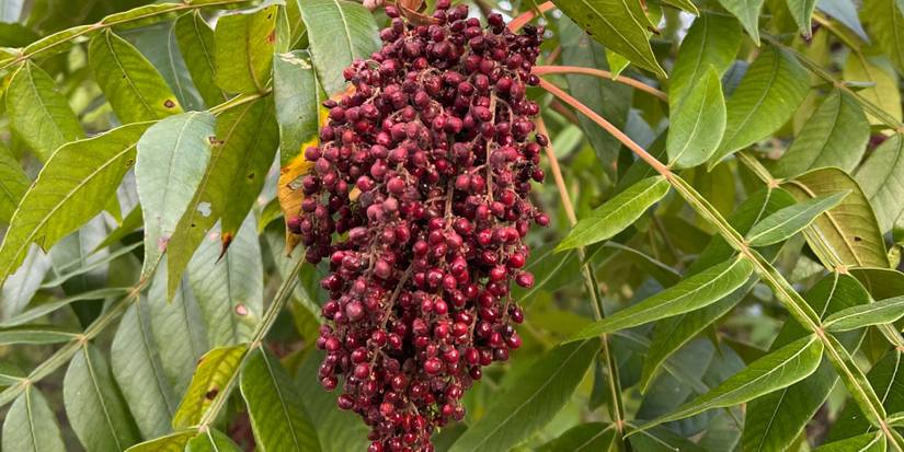Discover the Diversity: 8 Sumac Tree Varieties for Your Landscape