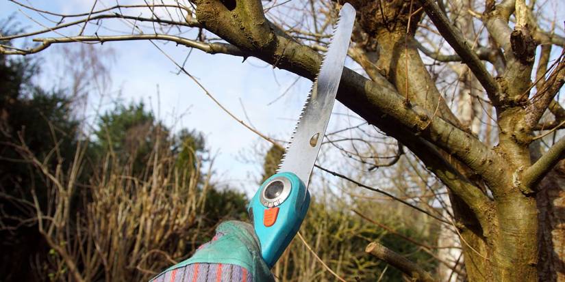 4 Tips to Avoid Plant Damage When Pruning in Winter