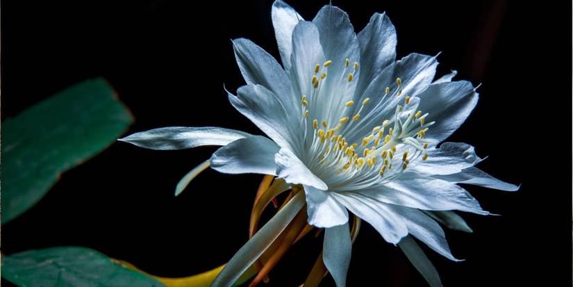 Don’t Blink! This Rare Flower Blooms Only One Night a Year