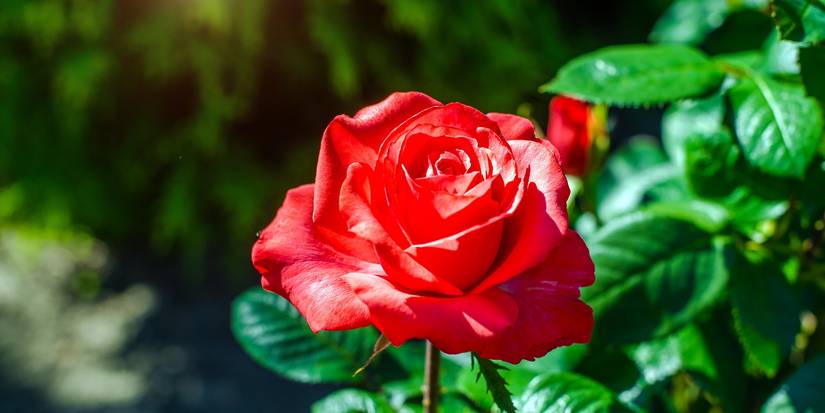 Red Flowers Your Outdoor Garden Needs ASAP