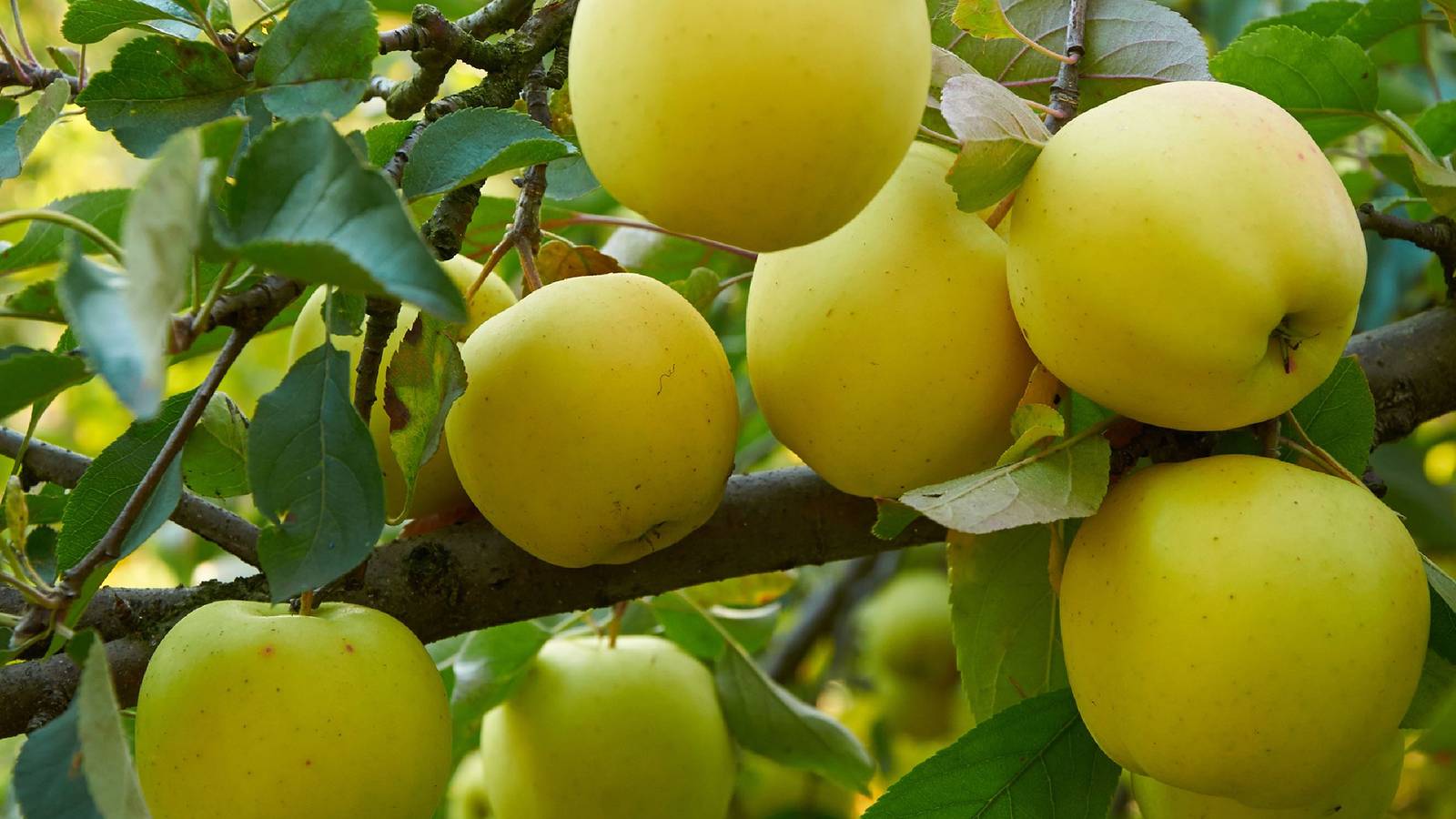 Add Yellow Apple Trees to Your Landscape