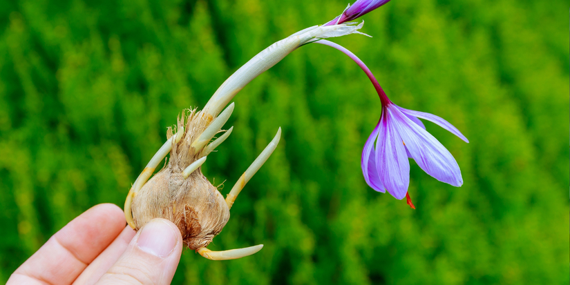 Why Is Saffron the Most Expensive Spice Around the World?