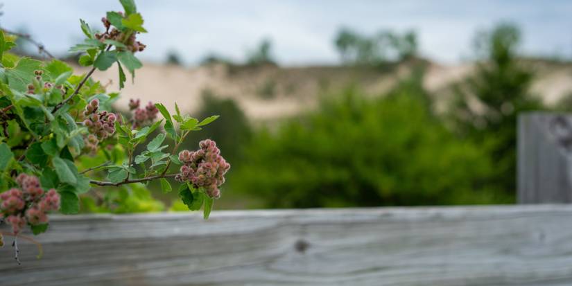 Discover the Diversity: 8 Sumac Tree Varieties for Your Landscape