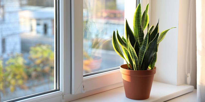 A Guide to Cold Tolerant Plants for a Cozy Home