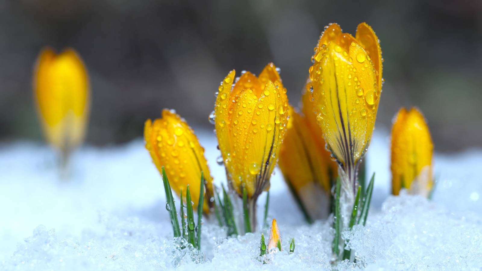 Flowers in Winter: How They Survive and Hardy Cultivars
