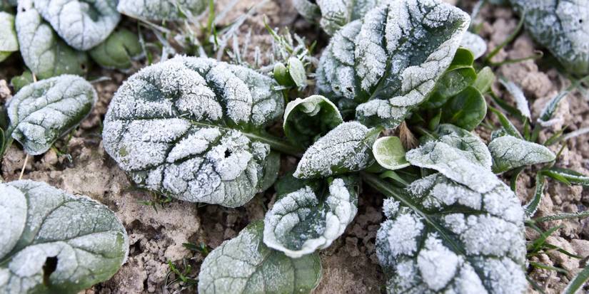 Grow 6 Winter Crops to Eat Fresh Food All Season
