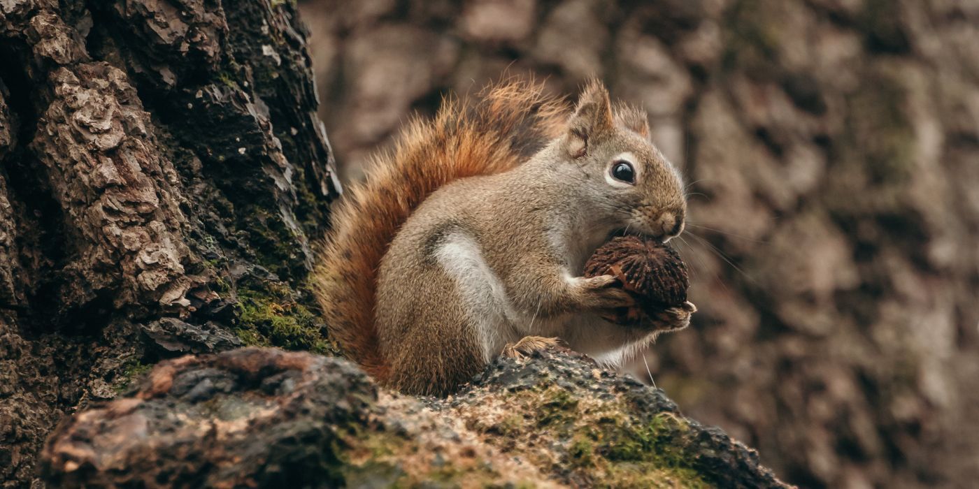 Harnessing the Benefits of Squirrels in Your Yard